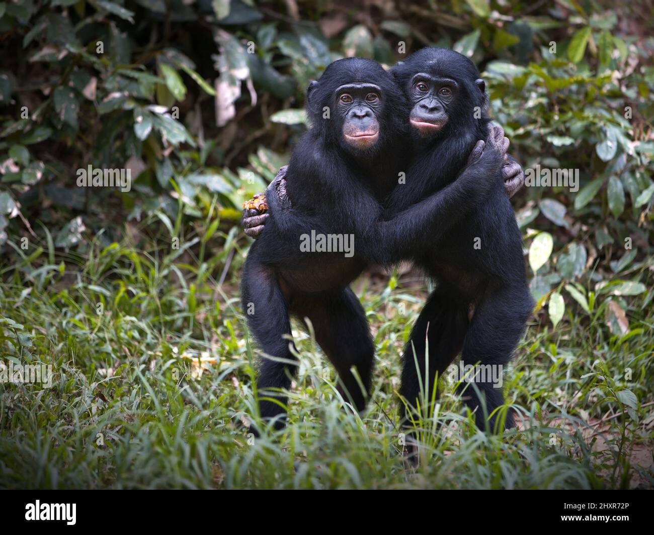 Bonobo chimpanzees hugging in the wilderness in Democratic Republic of ...