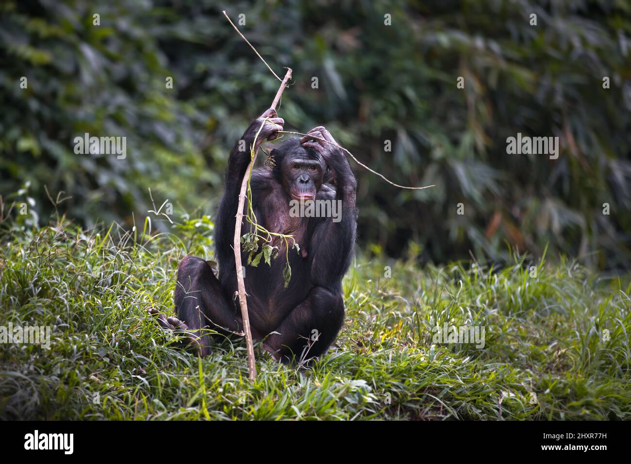 Bonobo monkey sitting with a wooden pole in the Democratic Republic of ...