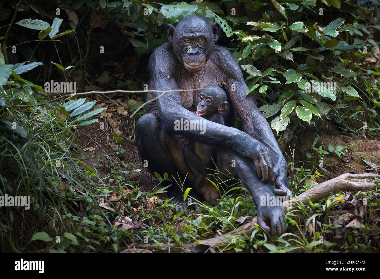 Mother bonobo monkey sitting with its baby in the Democratic Republic ...