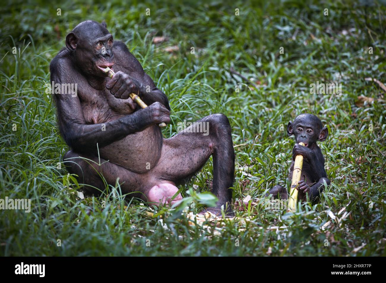 Mother and baby bonobo monkeys eating on a field in the Democratic ...