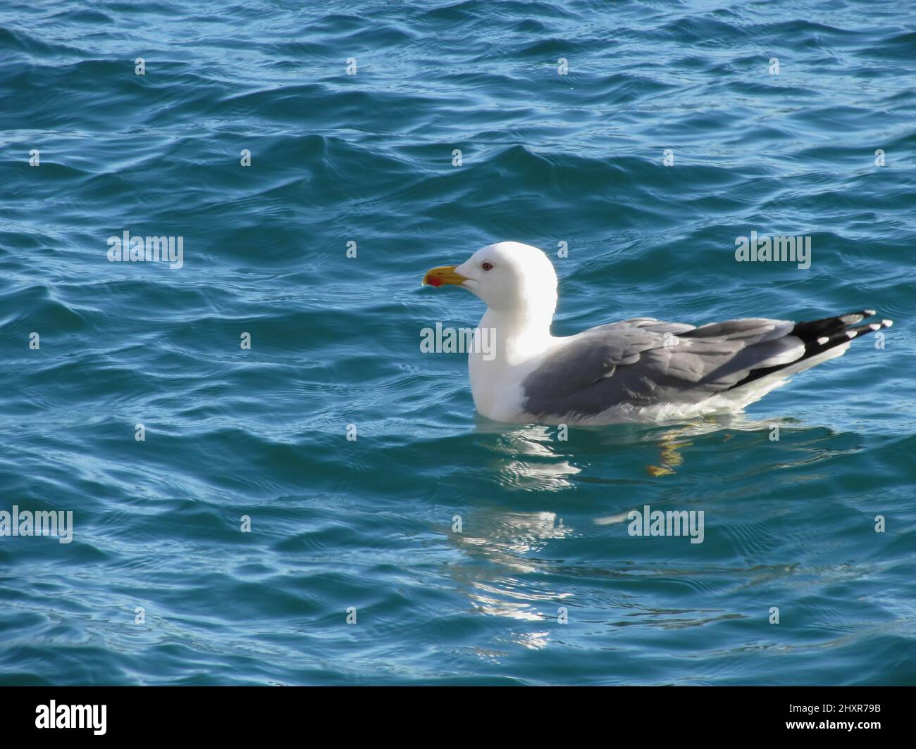 One seagull floating on the sea Stock Photo - Alamy