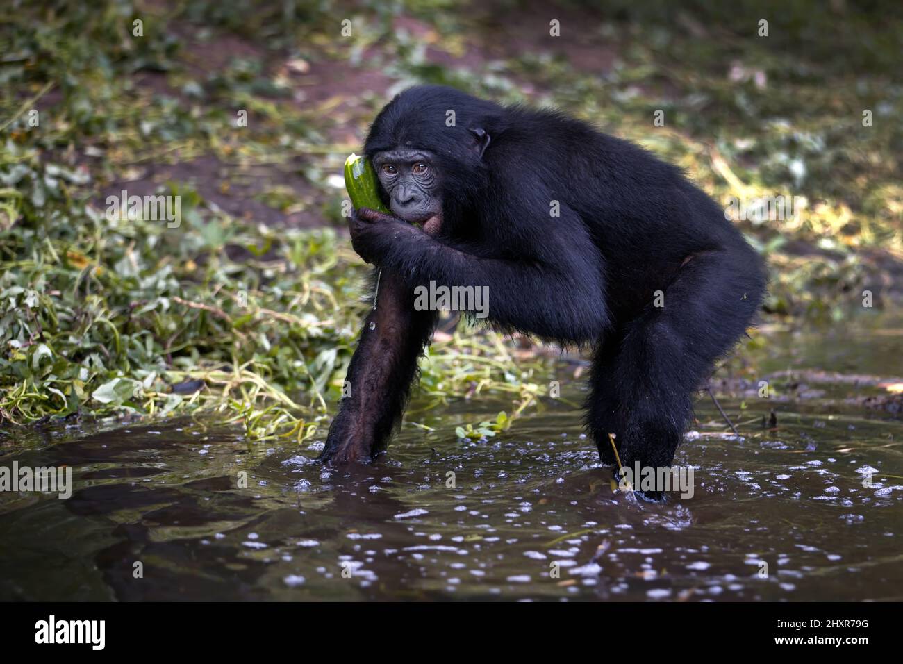 Bonobo monkey standing near a lake in the Democratic Republic of the ...