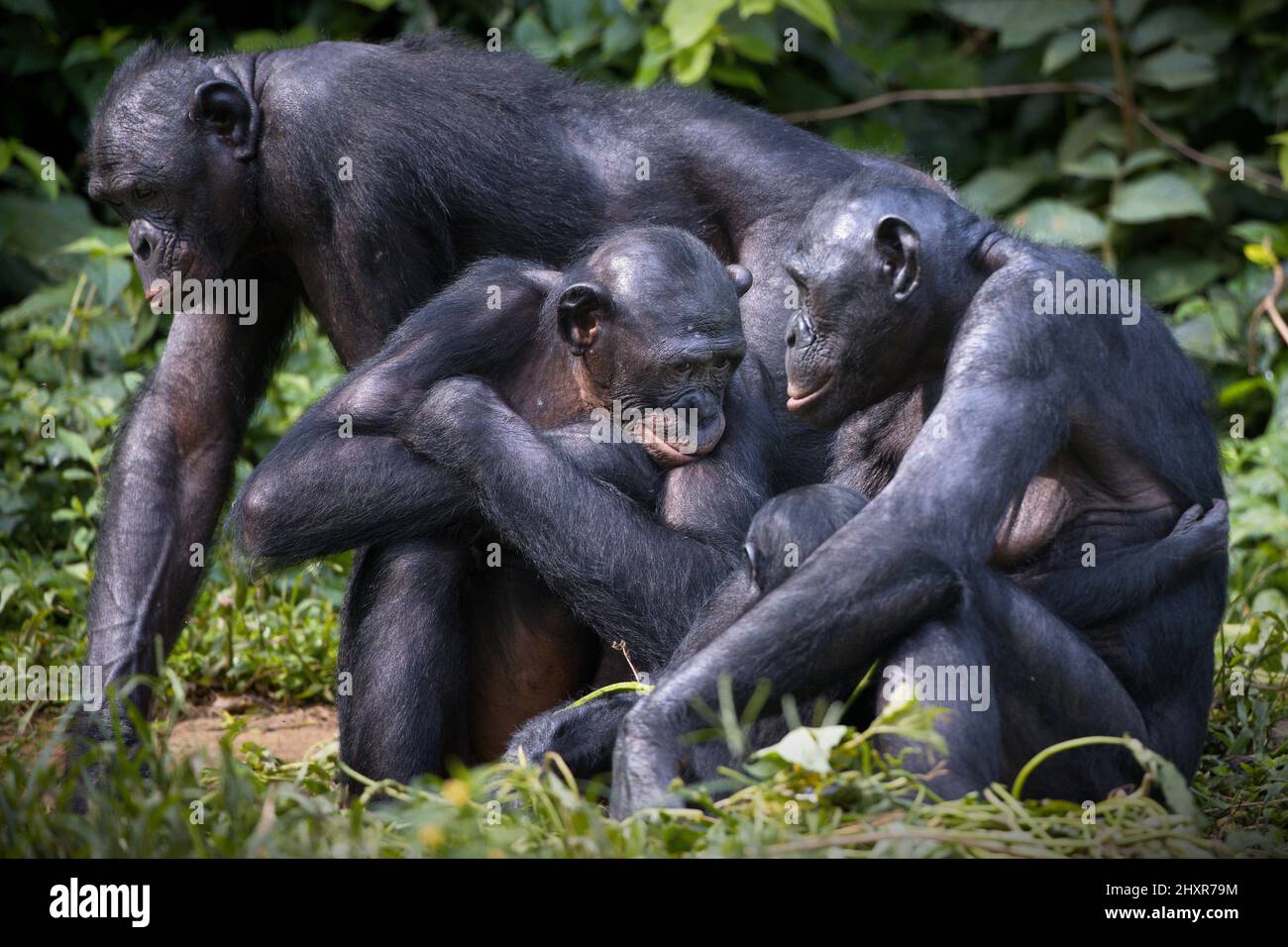 Family of bonobo monkeys in the Democratic Republic of the Congo Stock ...