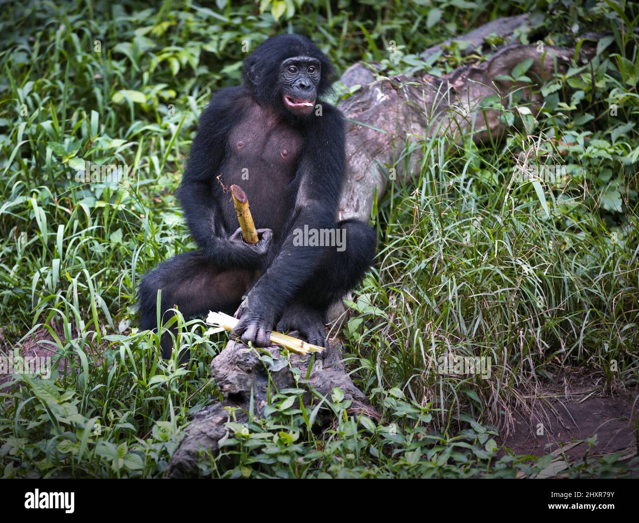 Bonobo monkey eating a wood stalk in the Democratic Republic of the ...