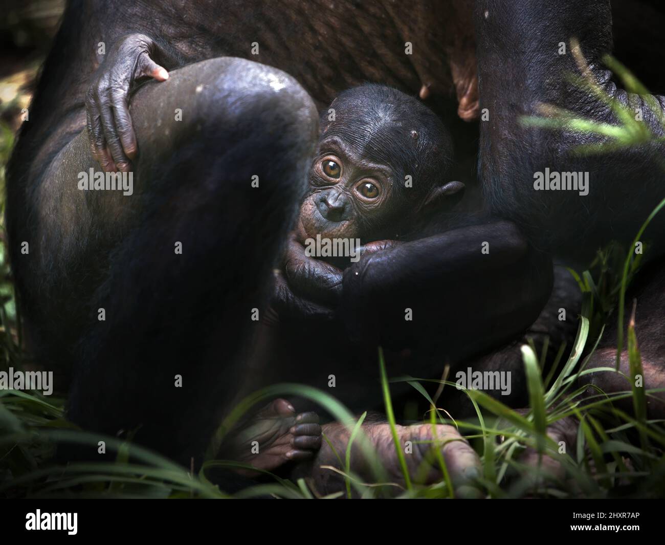 Baby bonobo monkey sitting near its mother in the Democratic Republic ...