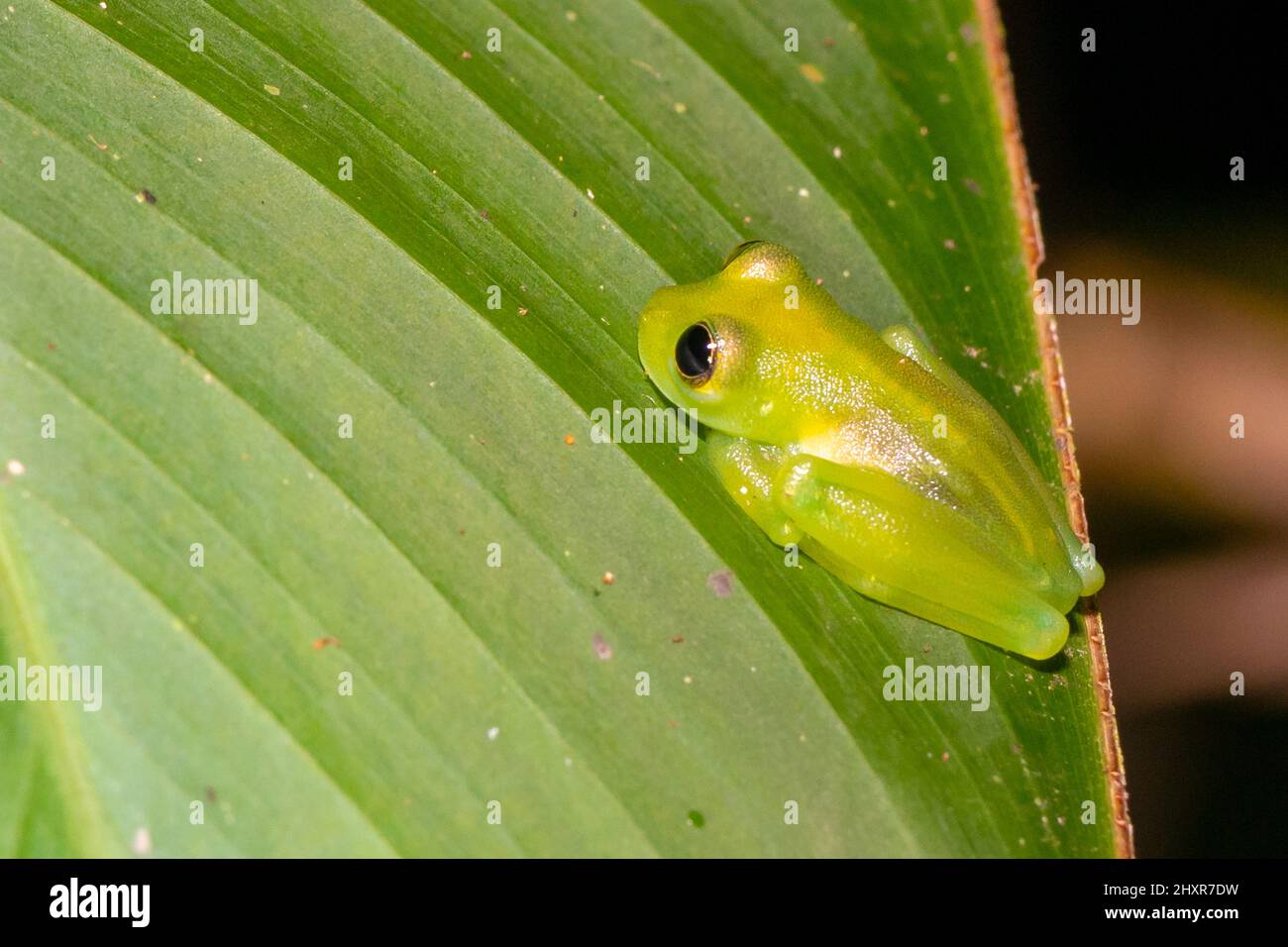 Exotic glass frog on a leaf. Small transparent and translucent frog ...