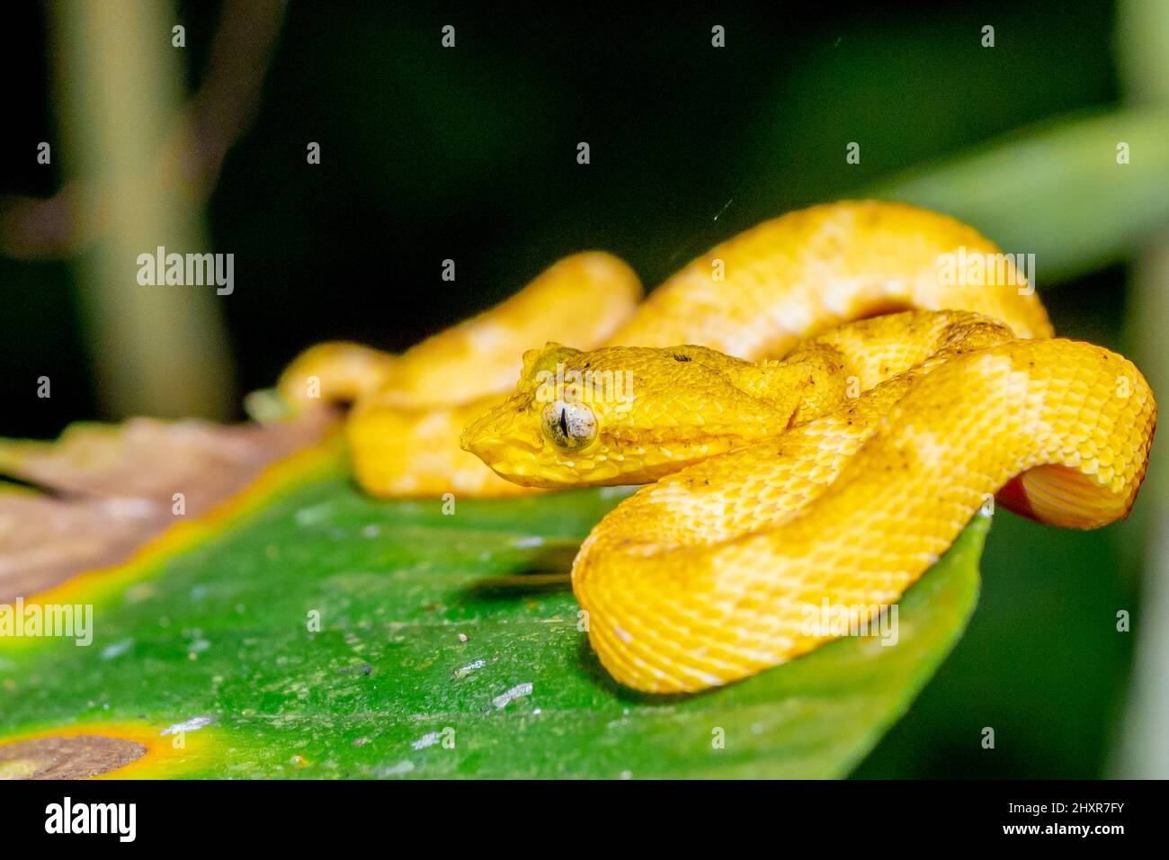 Exotic yellow snake. Eyelash viper, Bothriechis schlegelii waiting for ...