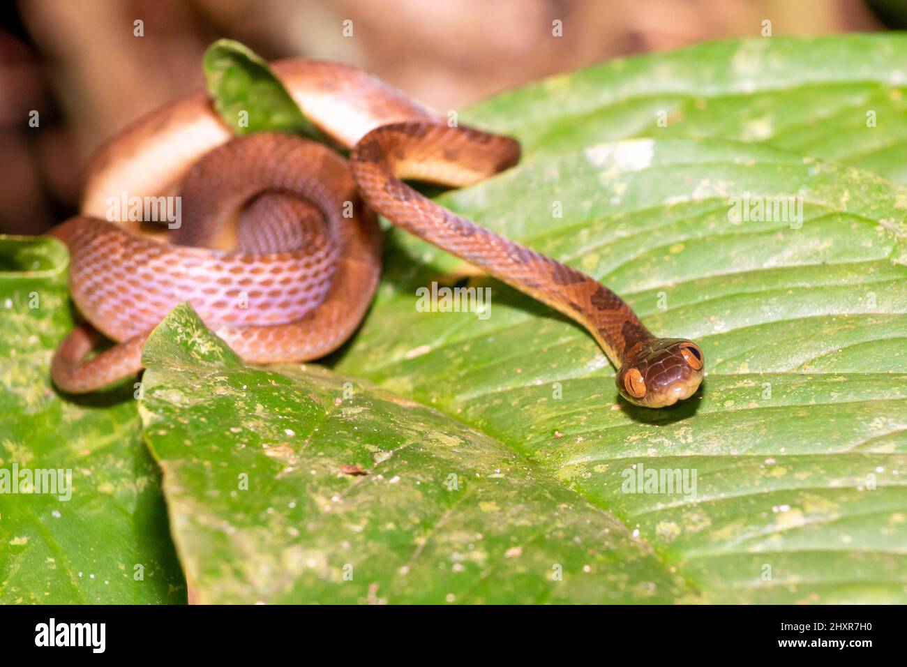 Big eye snake, cat-eyed snake, exotic, Leptodeira septentrionalis Stock ...