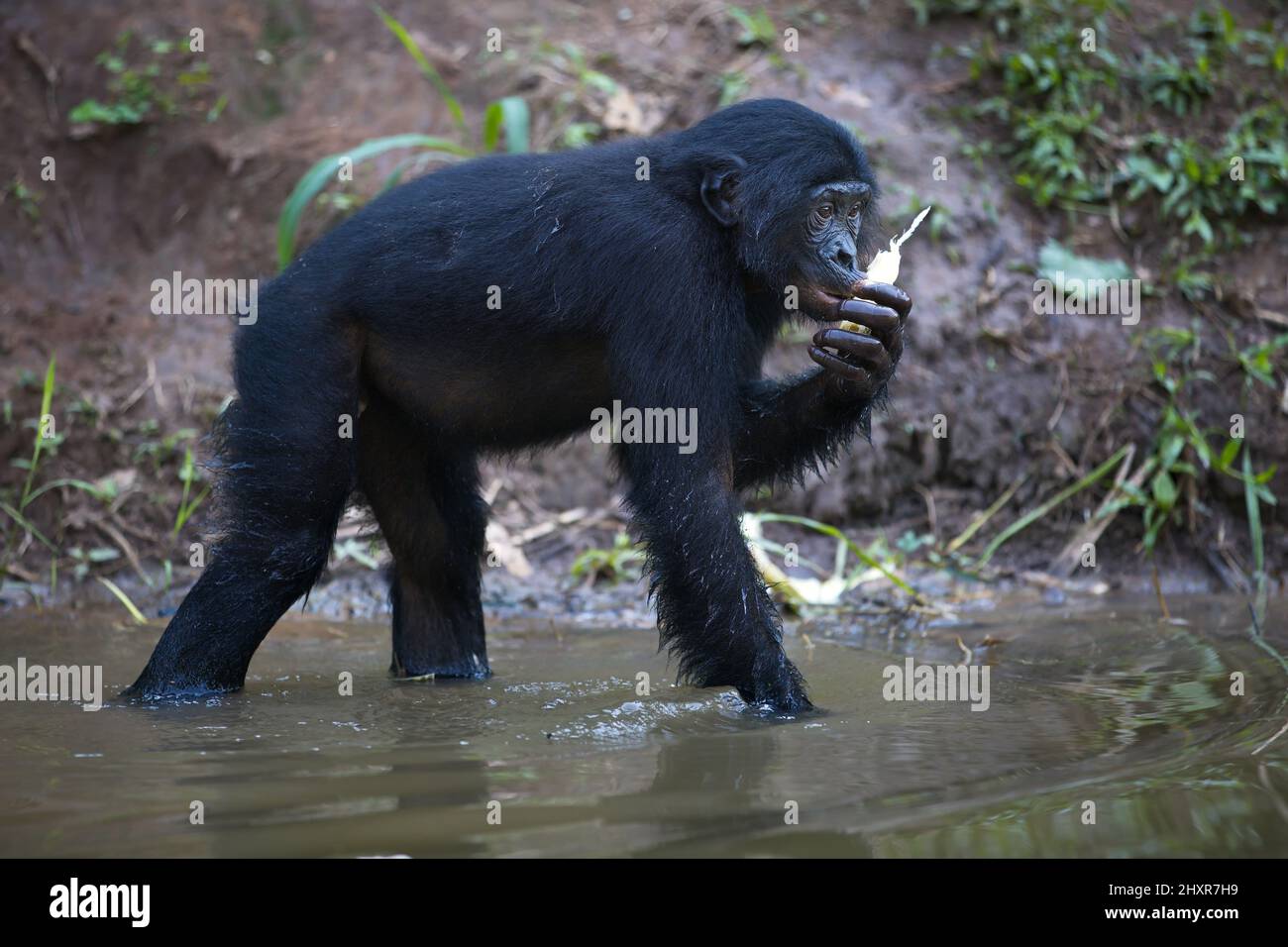 Bonobo monkey with food walking in a pond in the Democratic Republic of ...