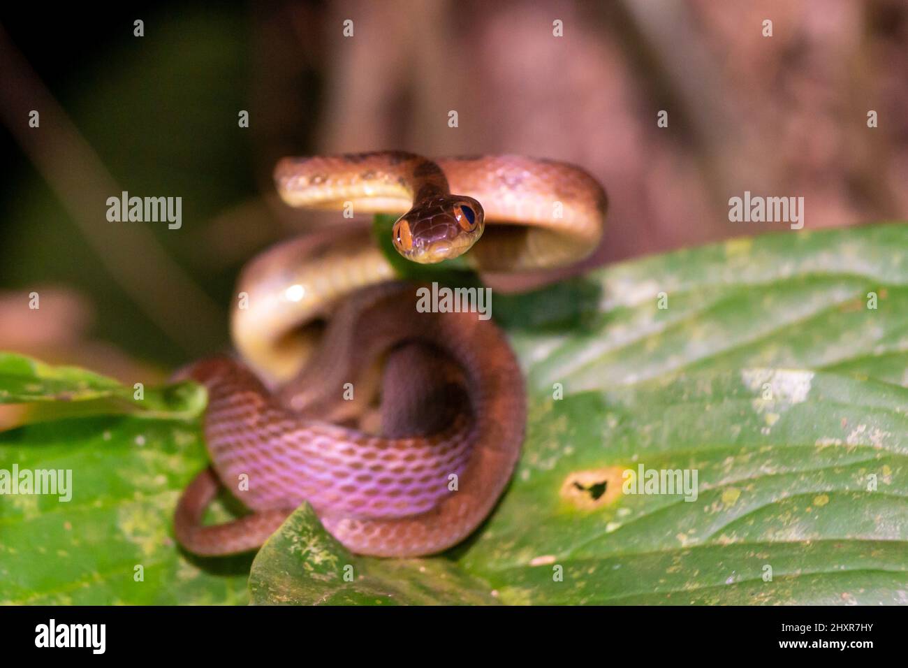 Big eye snake, cat-eyed snake, exotic, Leptodeira septentrionalis Stock ...