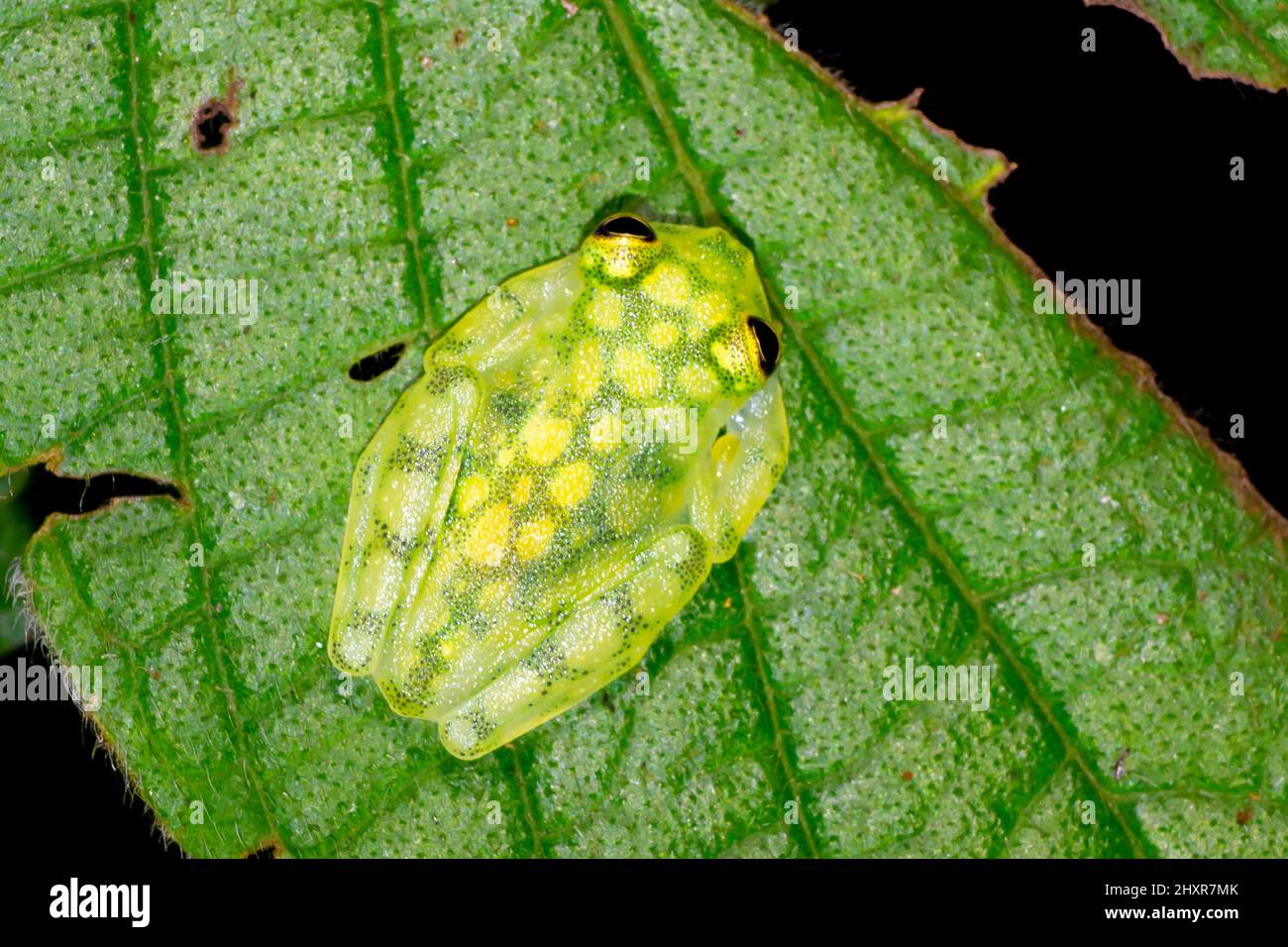 Exotic glass frog on a leaf. Small transparent and translucent frog ...