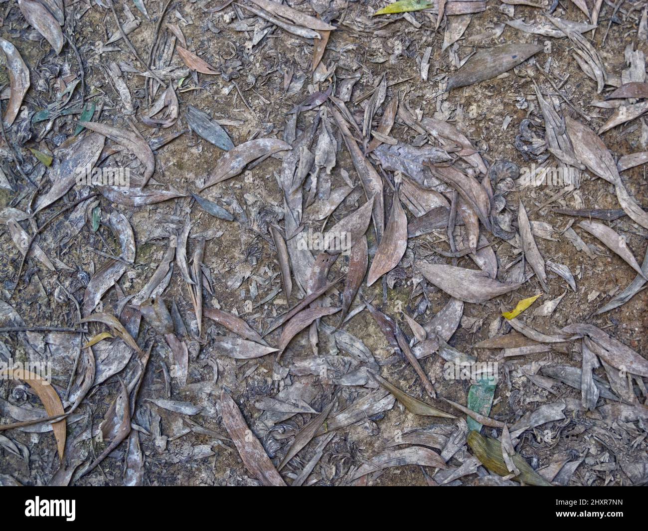 Leaf litter on forest floor Stock Photo - Alamy