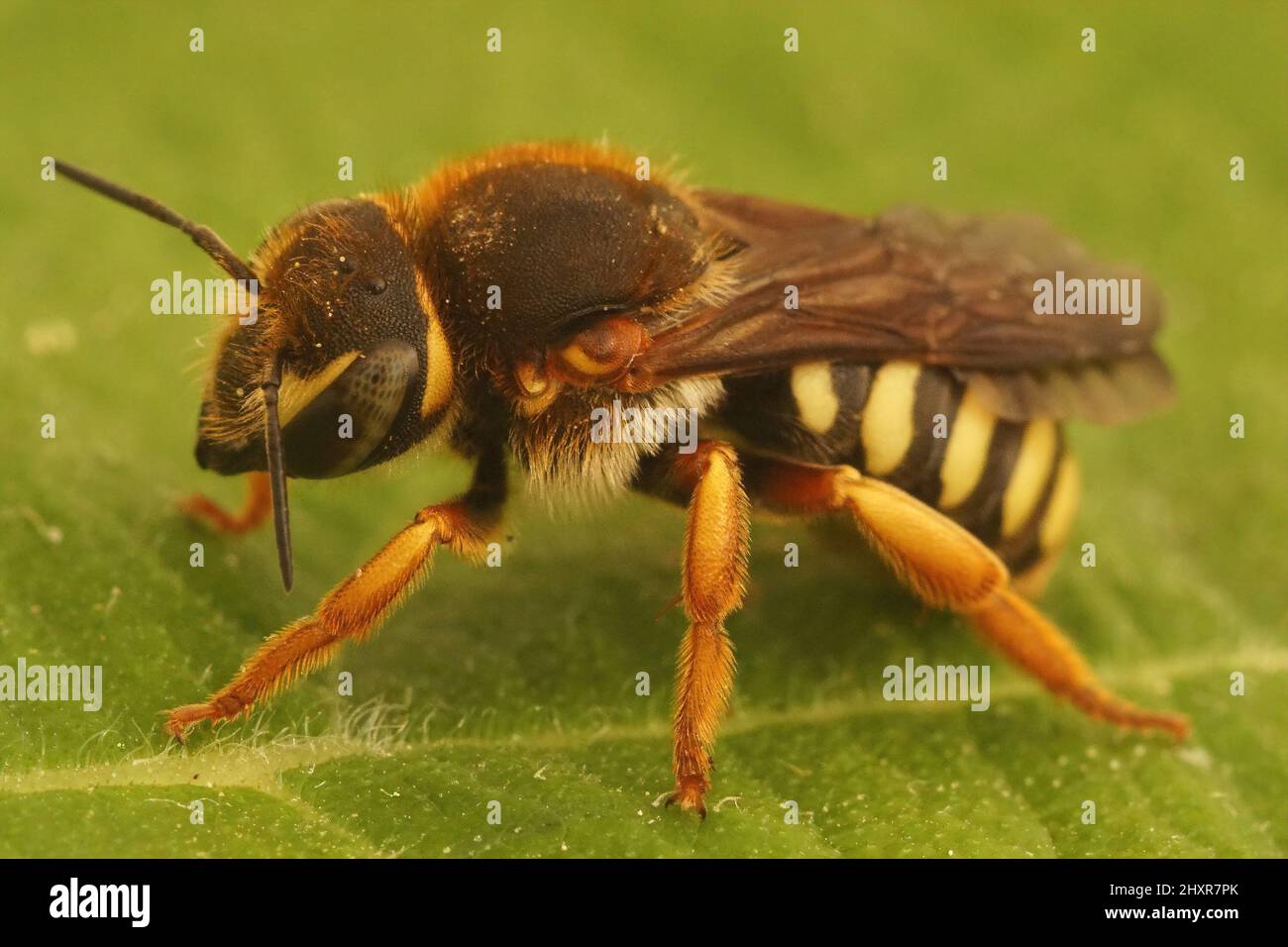 Closeup on the colorful solitary bee, the seven-toothed-red-resin bee ...