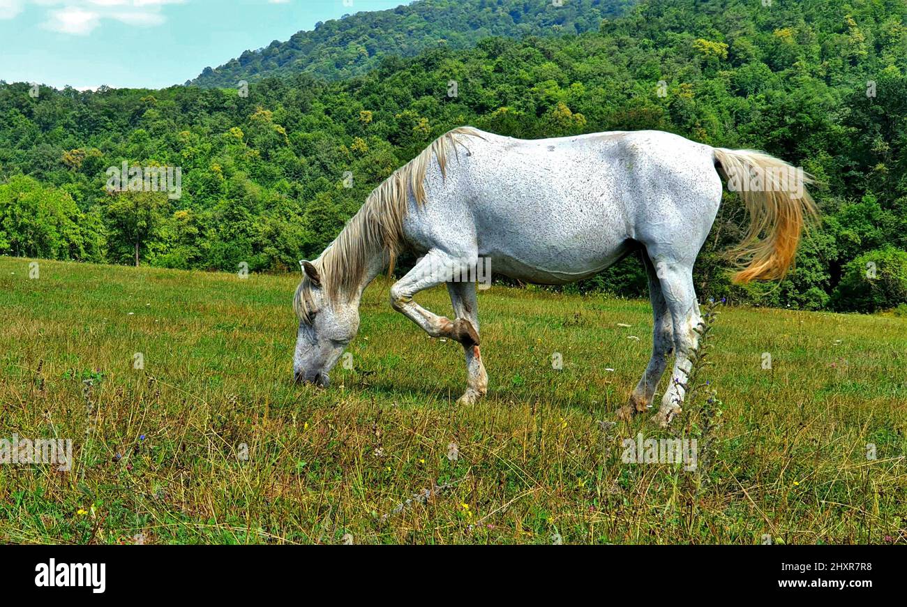 Big white horse hi-res stock photography and images - Alamy