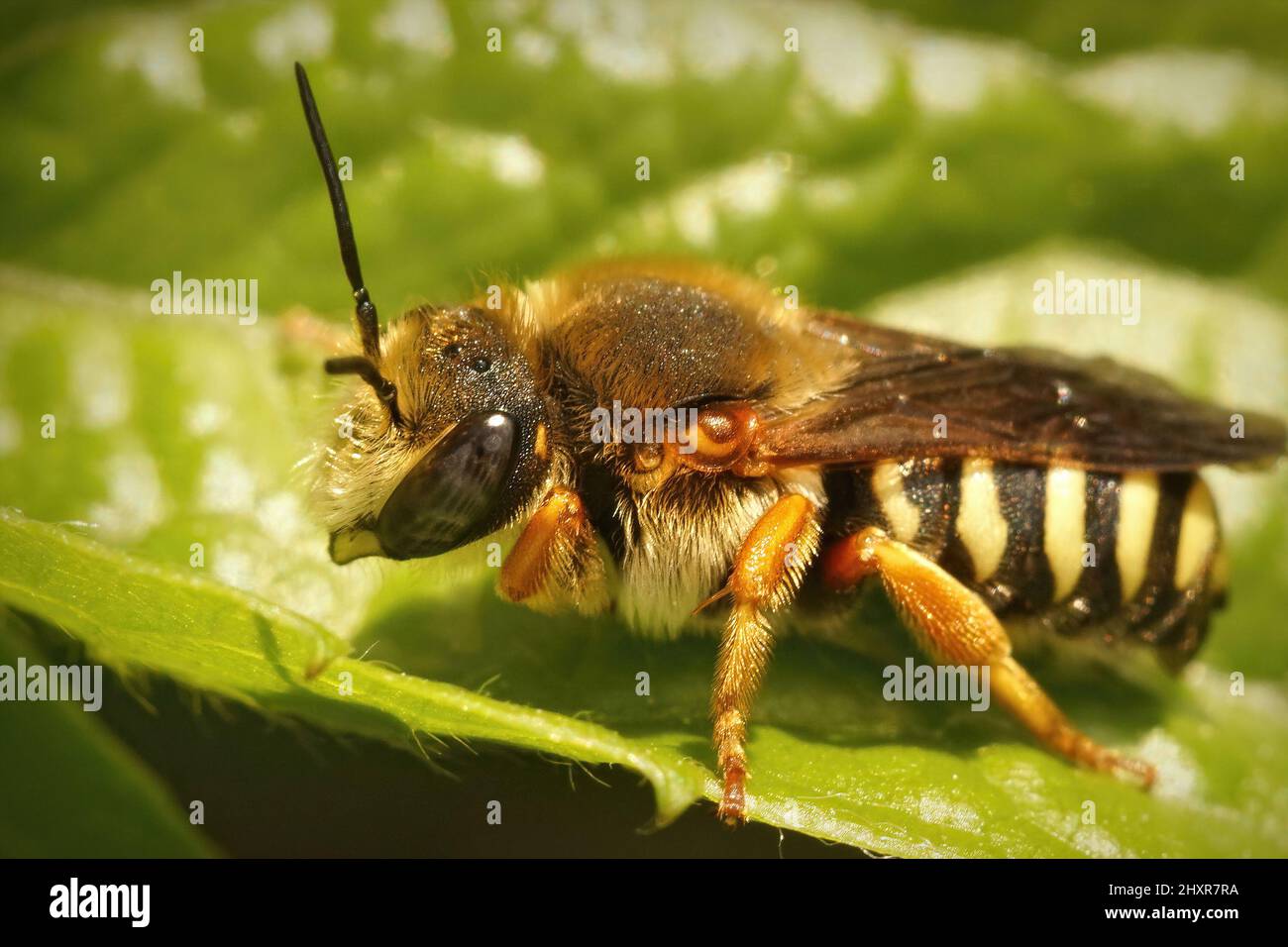 Closeup on the colorful solitary bee, the seven-toothed-red-resin bee ...