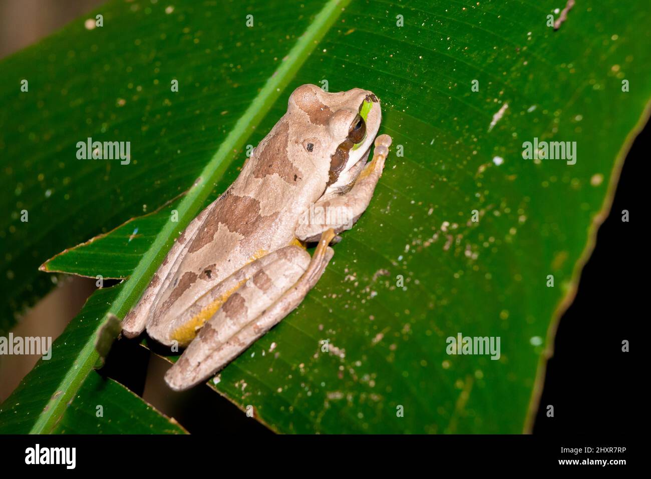 Tree frog in a leaf in the jungle, exotic. New Granada cross-banded ...