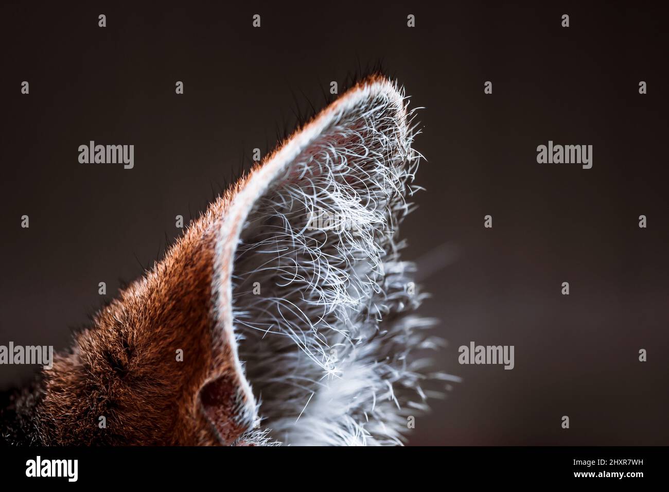 Animal senses hearing hi-res stock photography and images - Alamy