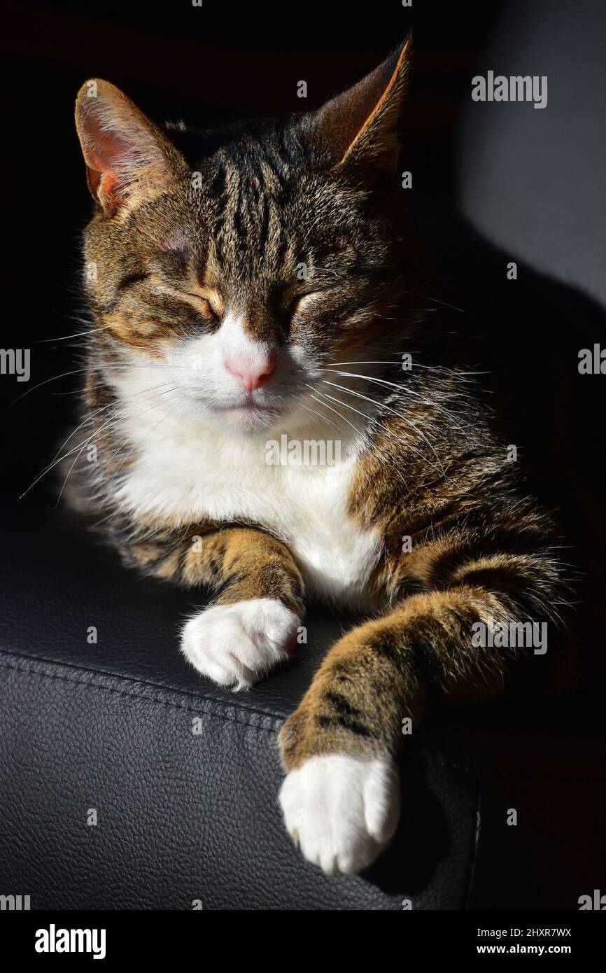 Reggie, Tabby Cat Stock Photo - Alamy