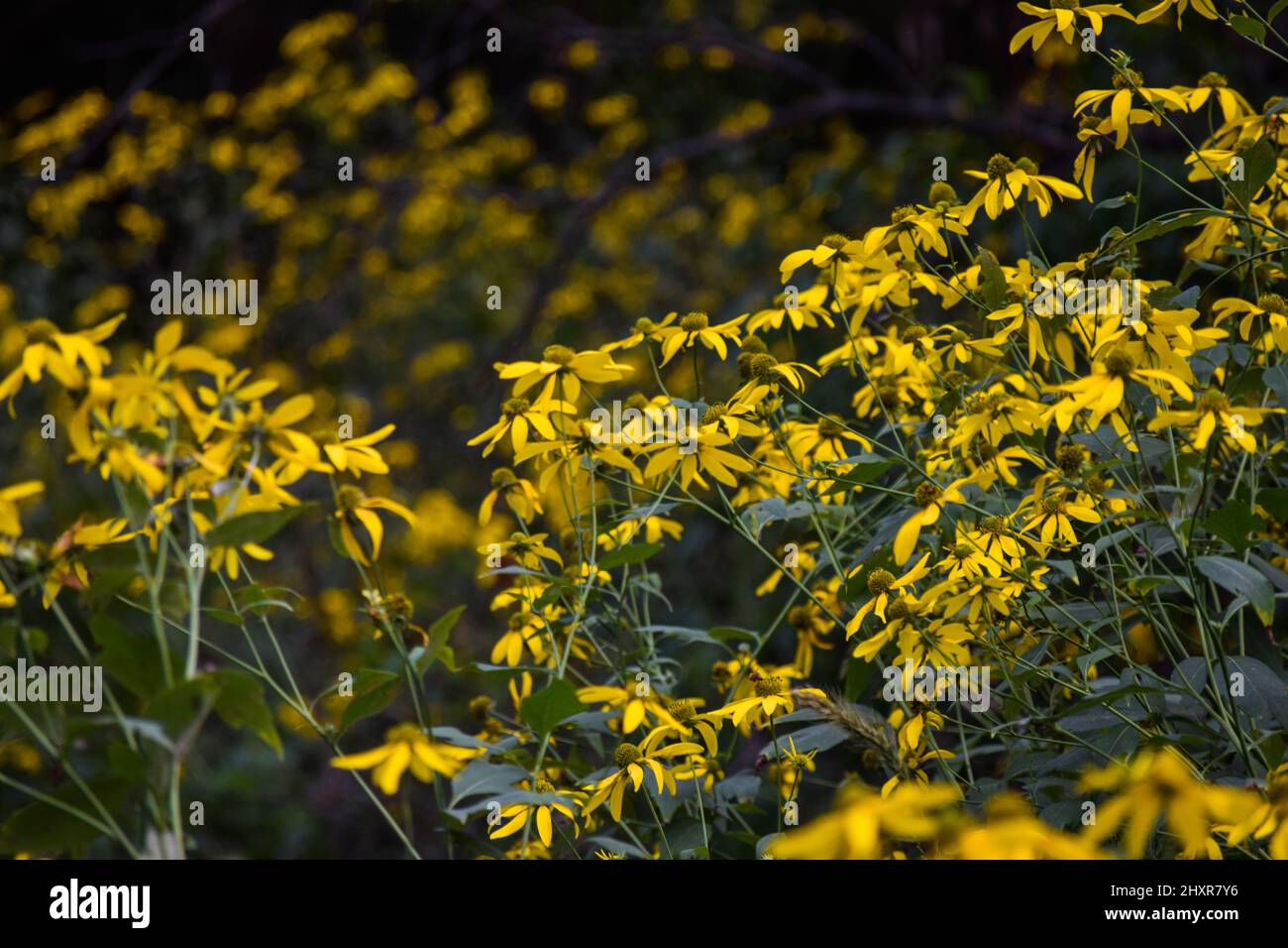 Yellow flowers field plants hi-res stock photography and images - Alamy
