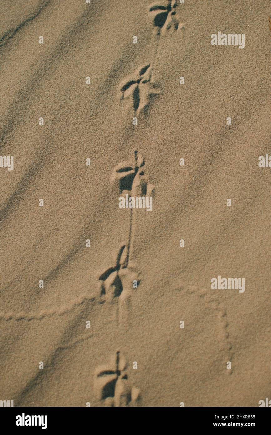 Minimalist vertical background of bird footsteps on a desert sand Stock ...
