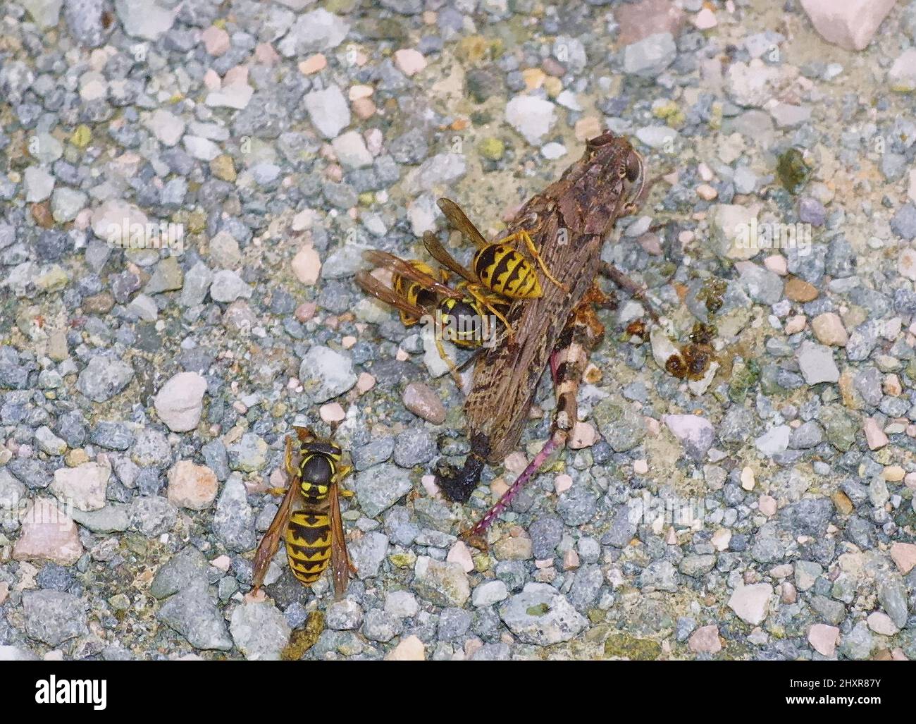 Dissecting insect hi-res stock photography and images - Alamy