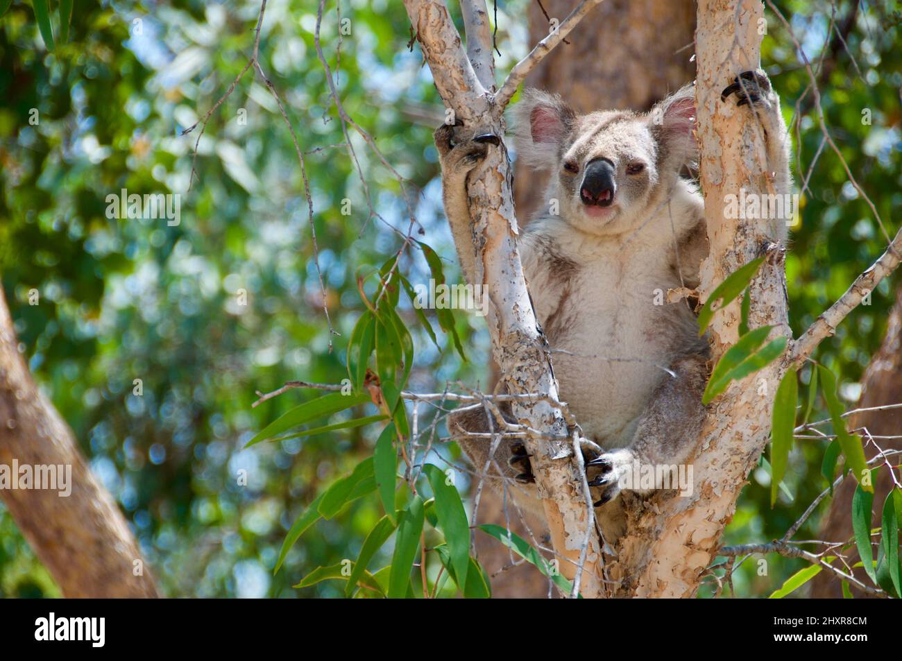 Koala bear on a eucalyptus tree Stock Photo - Alamy