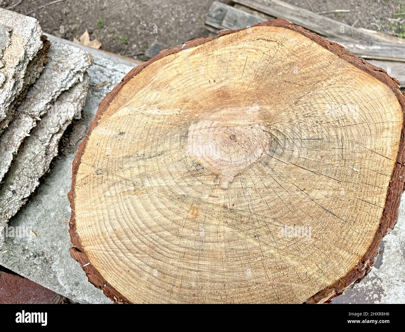 View of round saw cut oak trunk of tree Stock Photo - Alamy