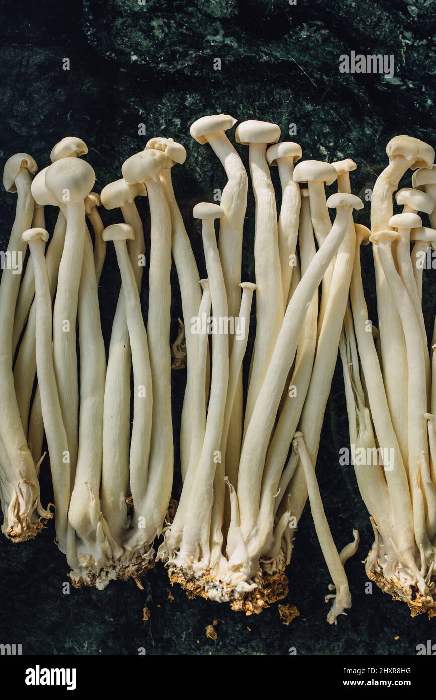 white enoki mushrooms Stock Photo - Alamy