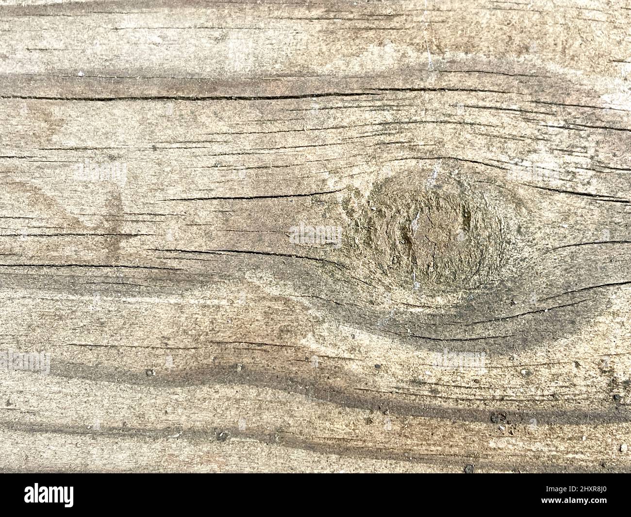 Closeup texture of wooden log with a small round pattern Stock Photo ...
