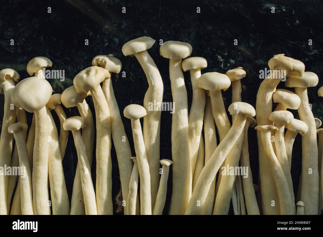 white enoki mushrooms Stock Photo - Alamy