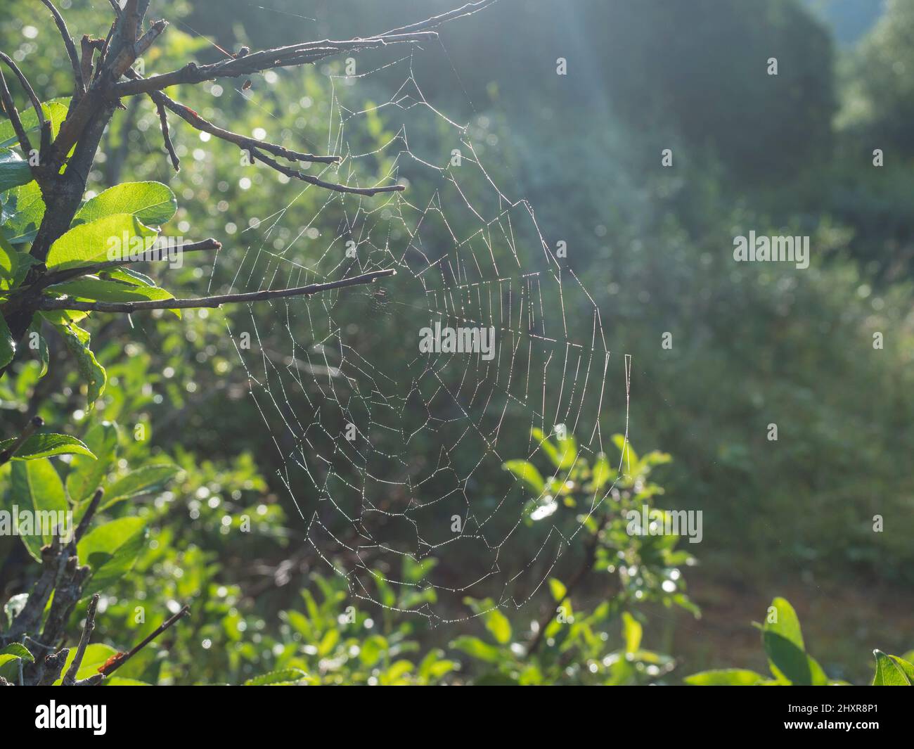 Spider web between two branches hi-res stock photography and images - Alamy