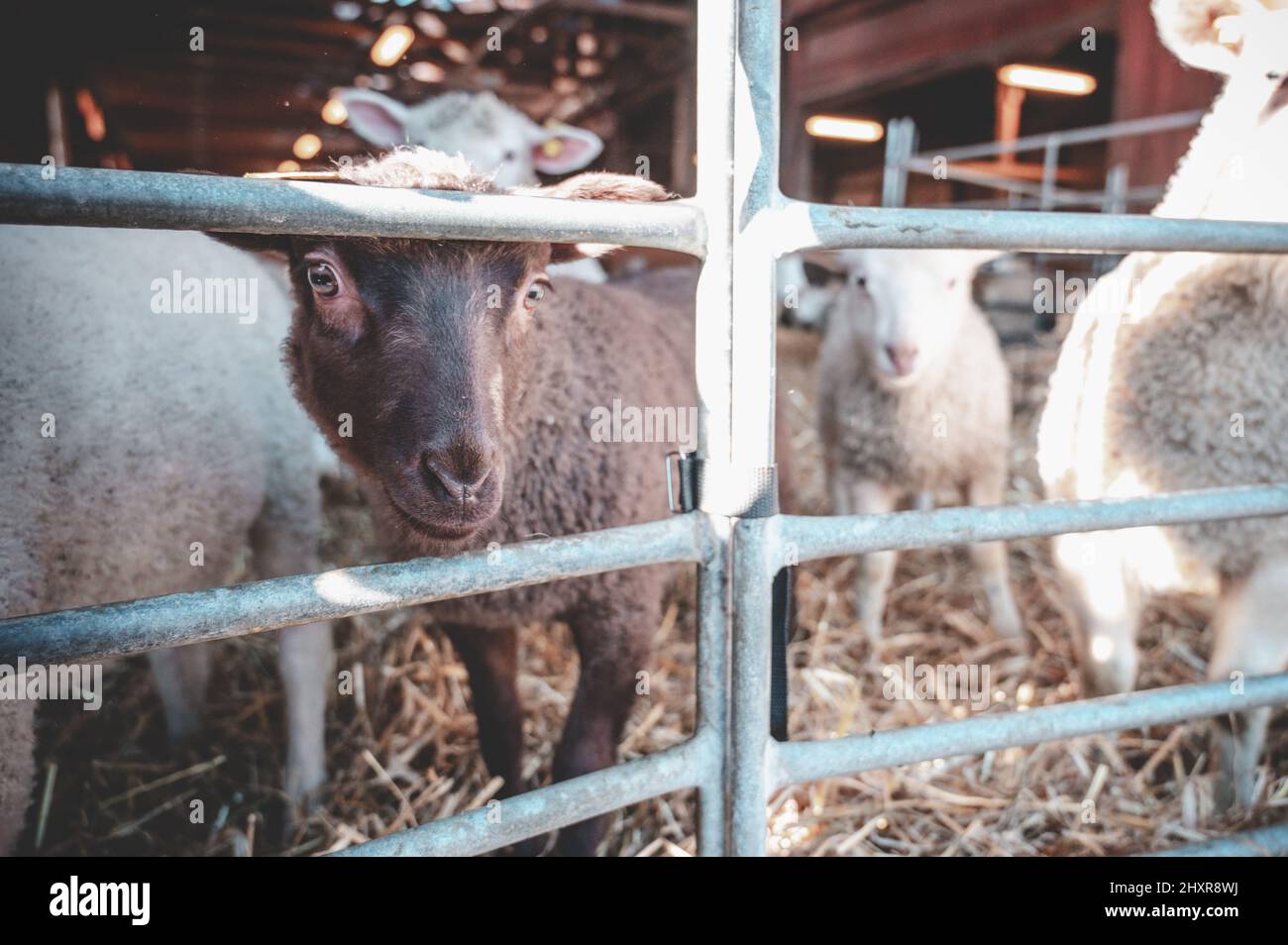 Selective focus shot of lambs at farm Stock Photo - Alamy
