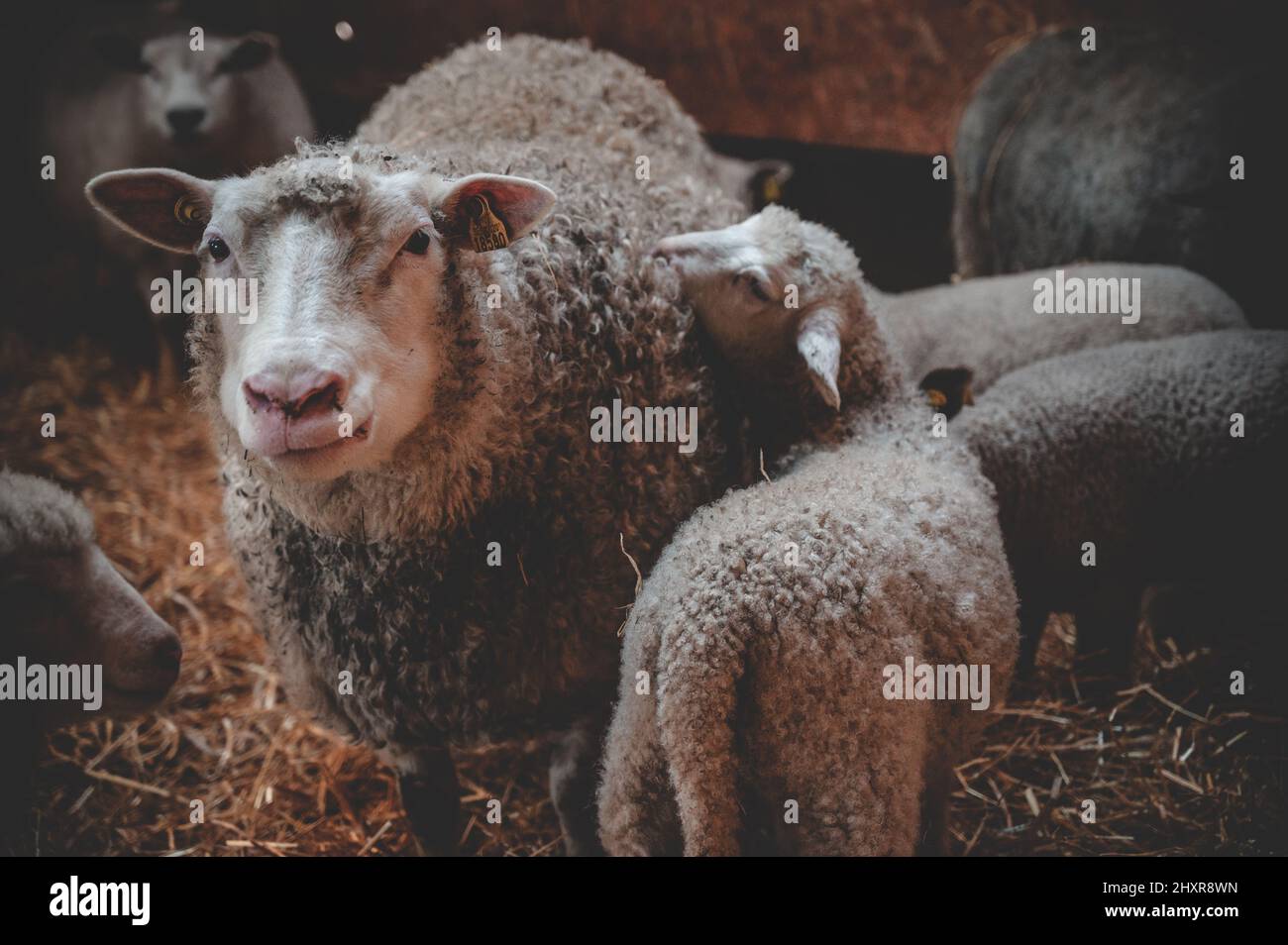 Group of fluffy sheep in the dry grass in the barn Stock Photo - Alamy