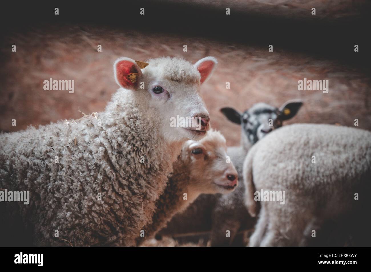 Closeup shot of lambs at farm Stock Photo - Alamy
