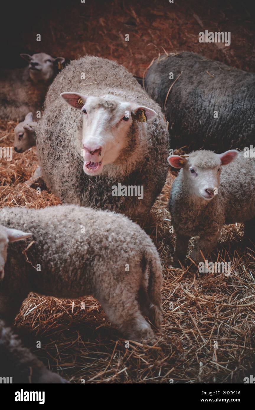 Group of small fluffy lambs in the dry grass in the barn Stock Photo ...