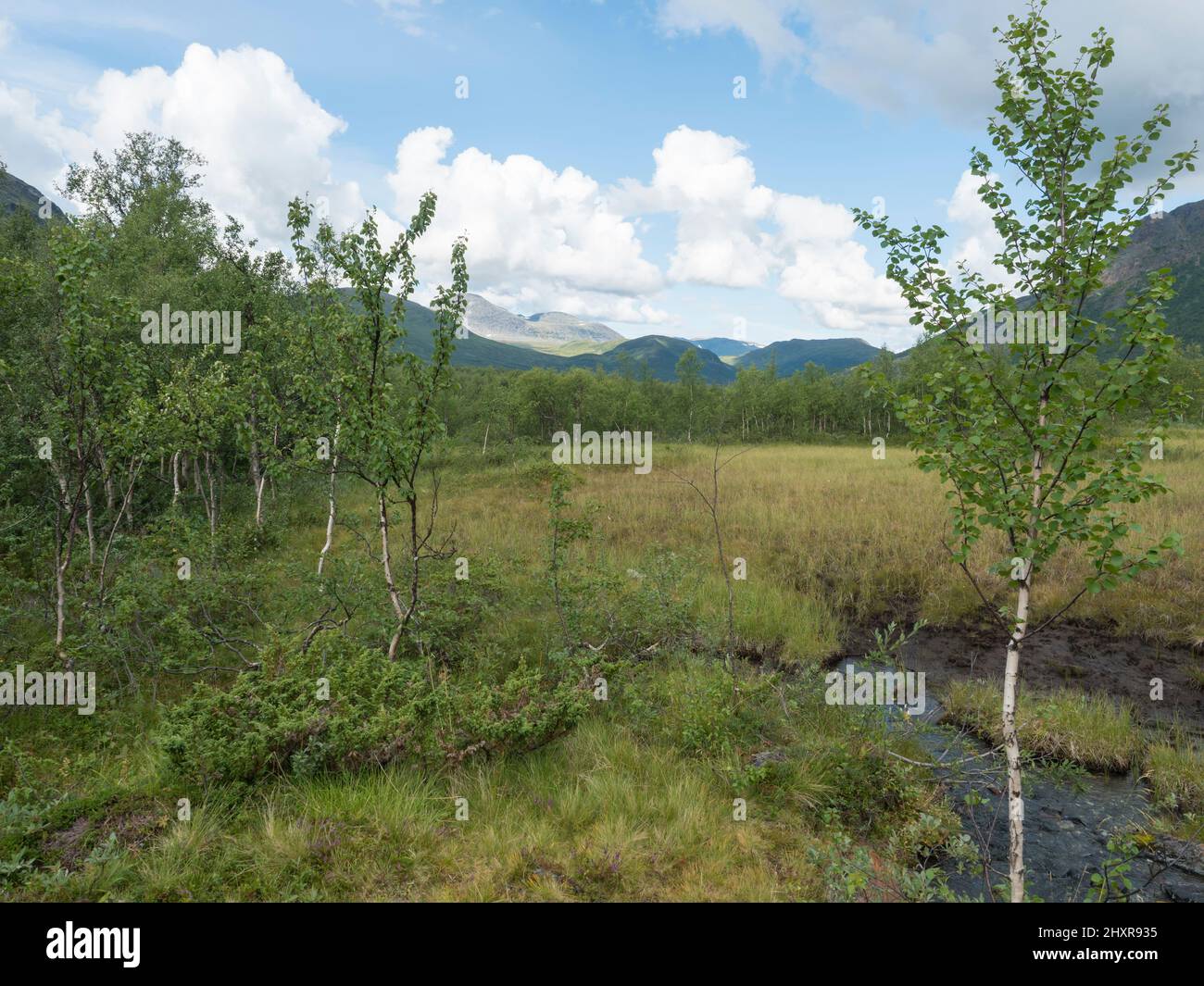 Beautiful northern landscape in Swedish Lapland. Green meadow with ...