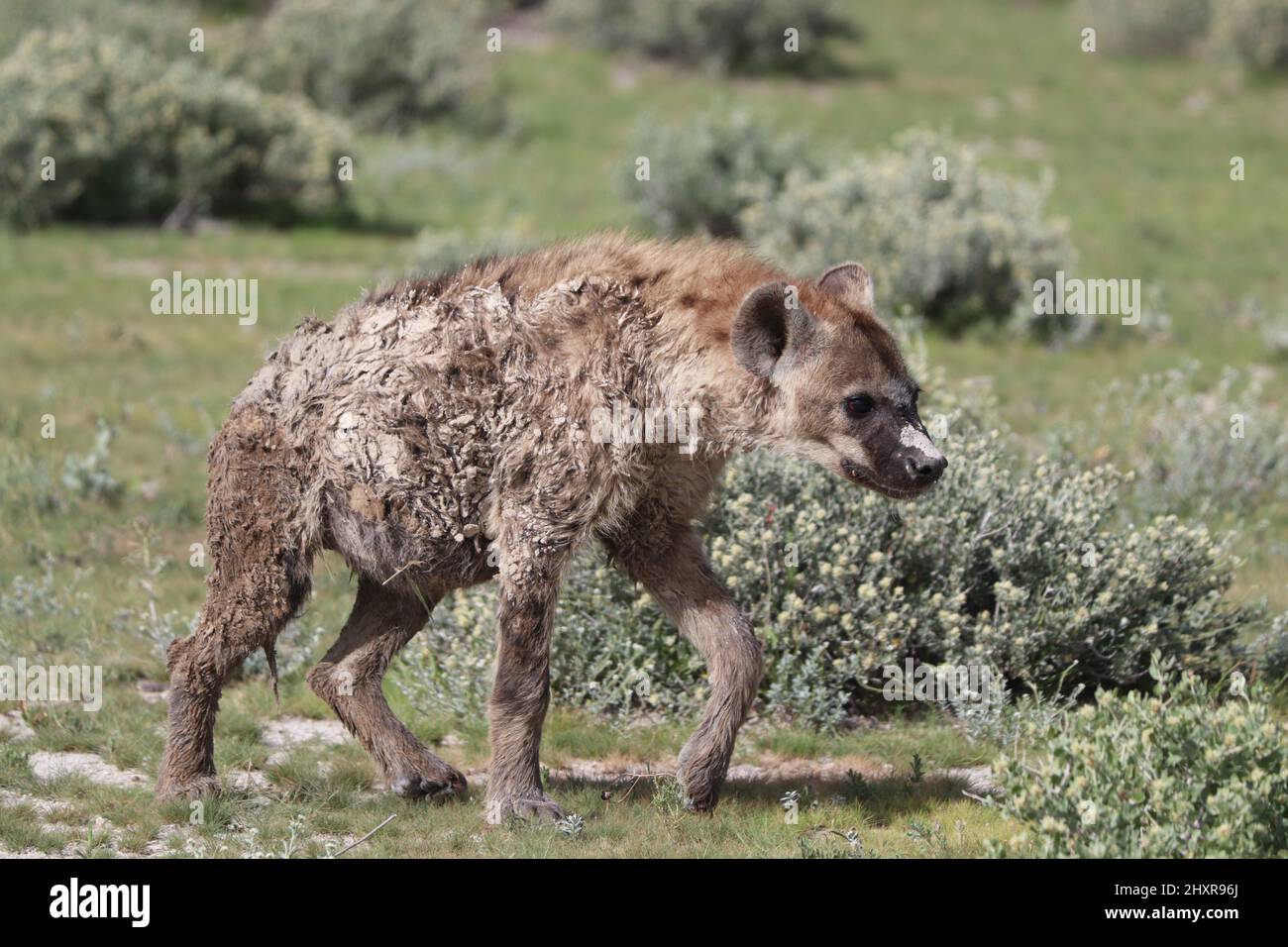 Spotted hyena with a muddy fur walking in the green park Stock Photo ...