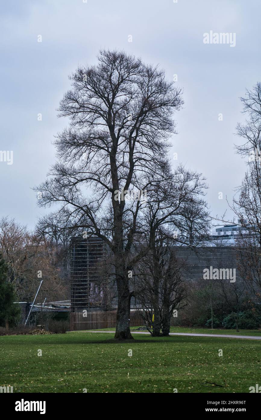 Vertical shot of trees in the park Stock Photo - Alamy