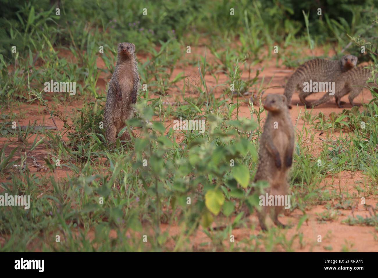 Group of mongooses standing on the green grass Stock Photo - Alamy
