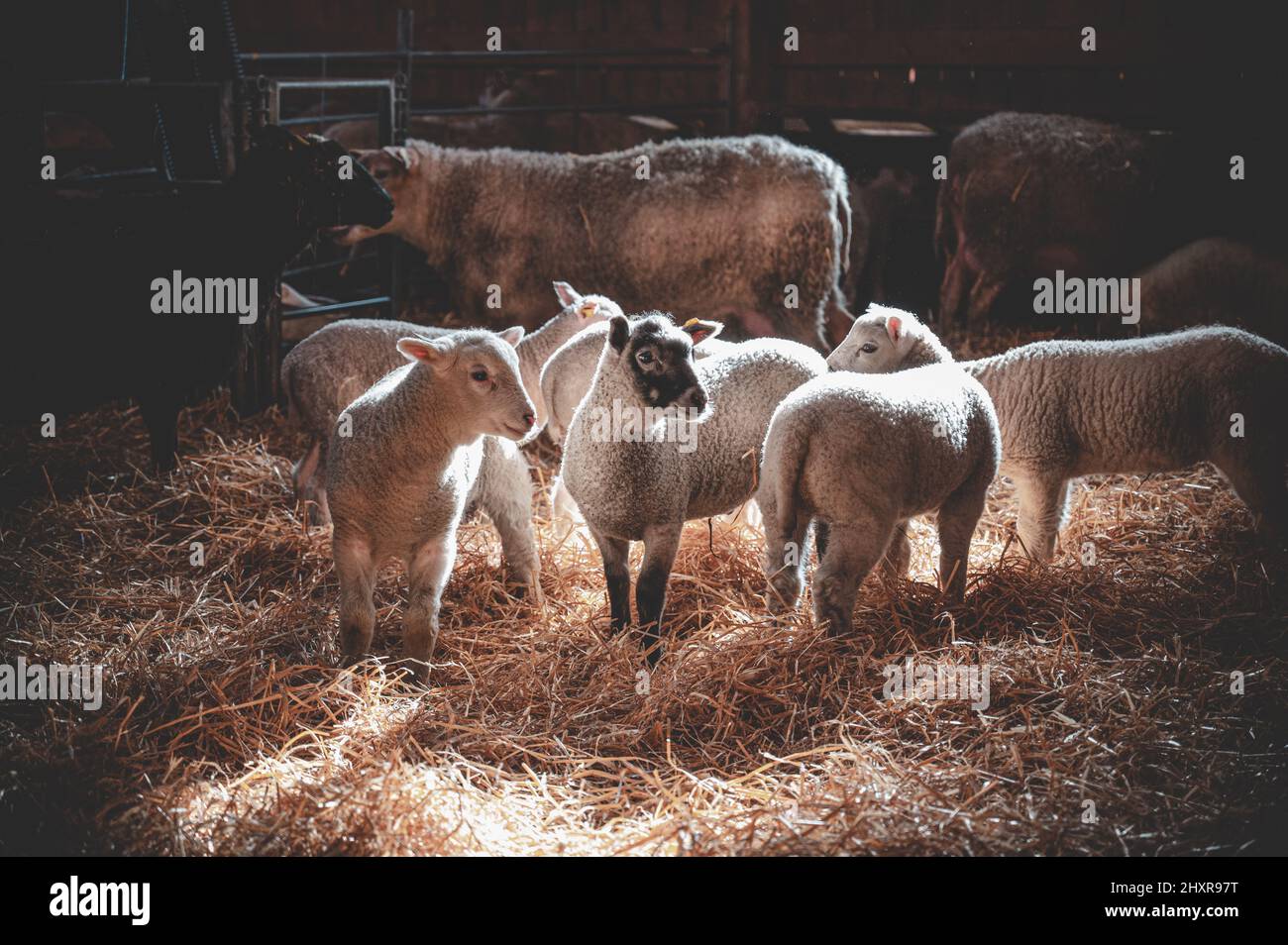 The group of small fluffy lambs in the dry grass in the barn Stock ...