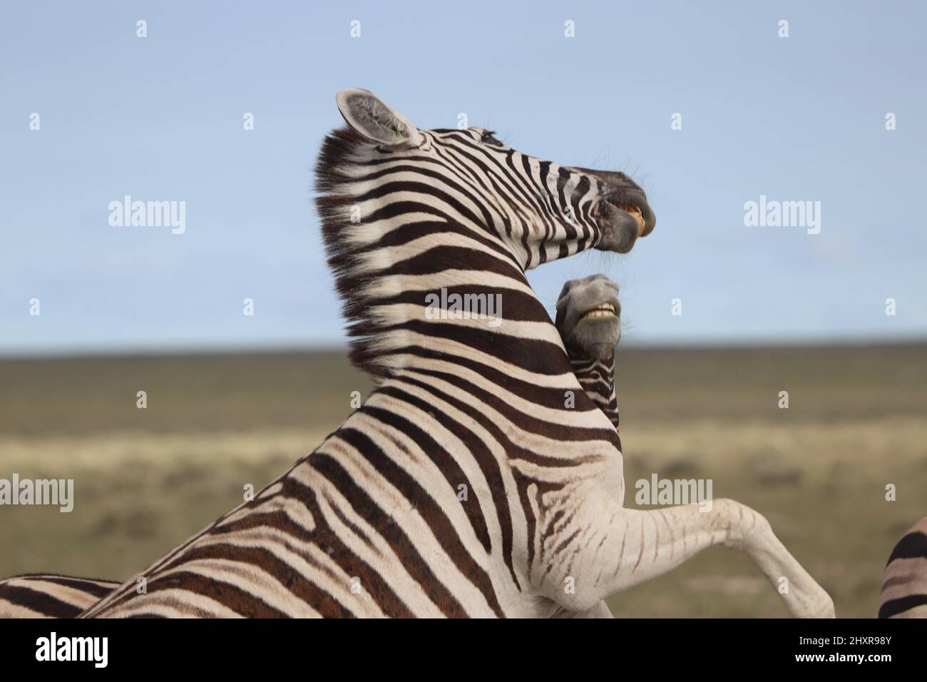 Two adorable zebras playing together standing in the field under a ...