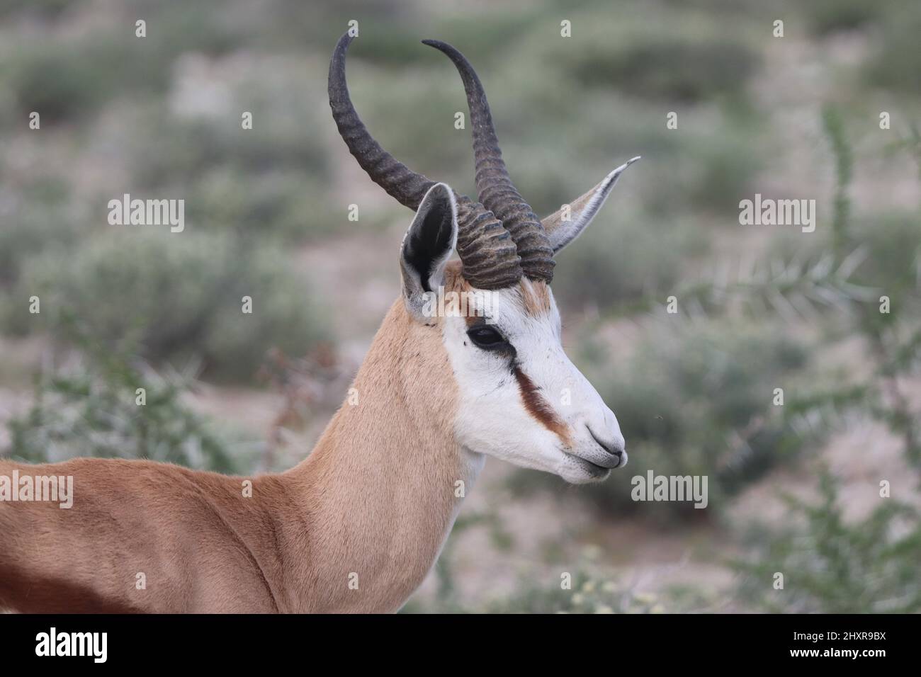 Portrait of an adorable antelope standing in the park Stock Photo - Alamy