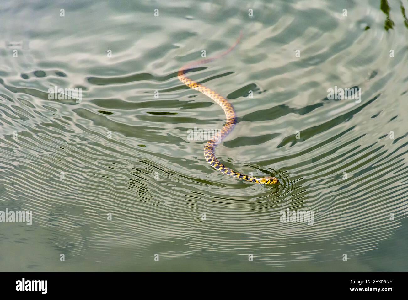 Grass Snake ringed snake water snake Natrix natrix Eurasian Stock Photo ...