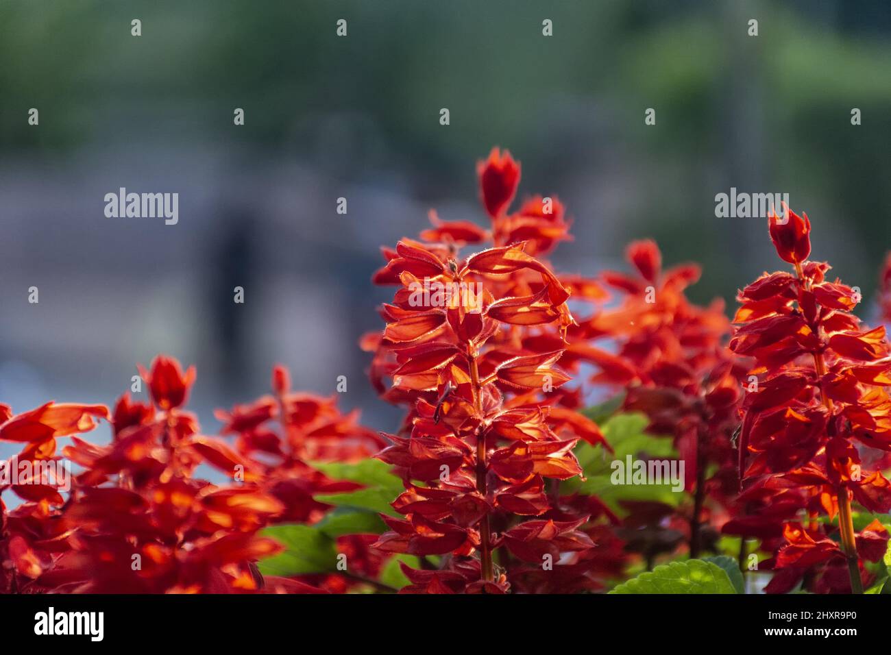 Red, salvia, scarlet sage, blood sage, Salvia splendens Stock Photo - Alamy