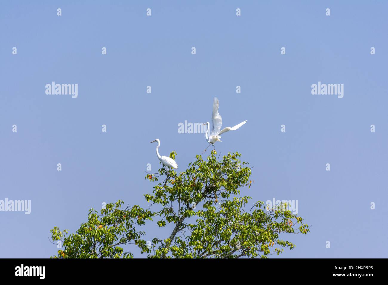 Two White Great egrets, Ardea alba, Bok, Bird on the tree top Stock ...