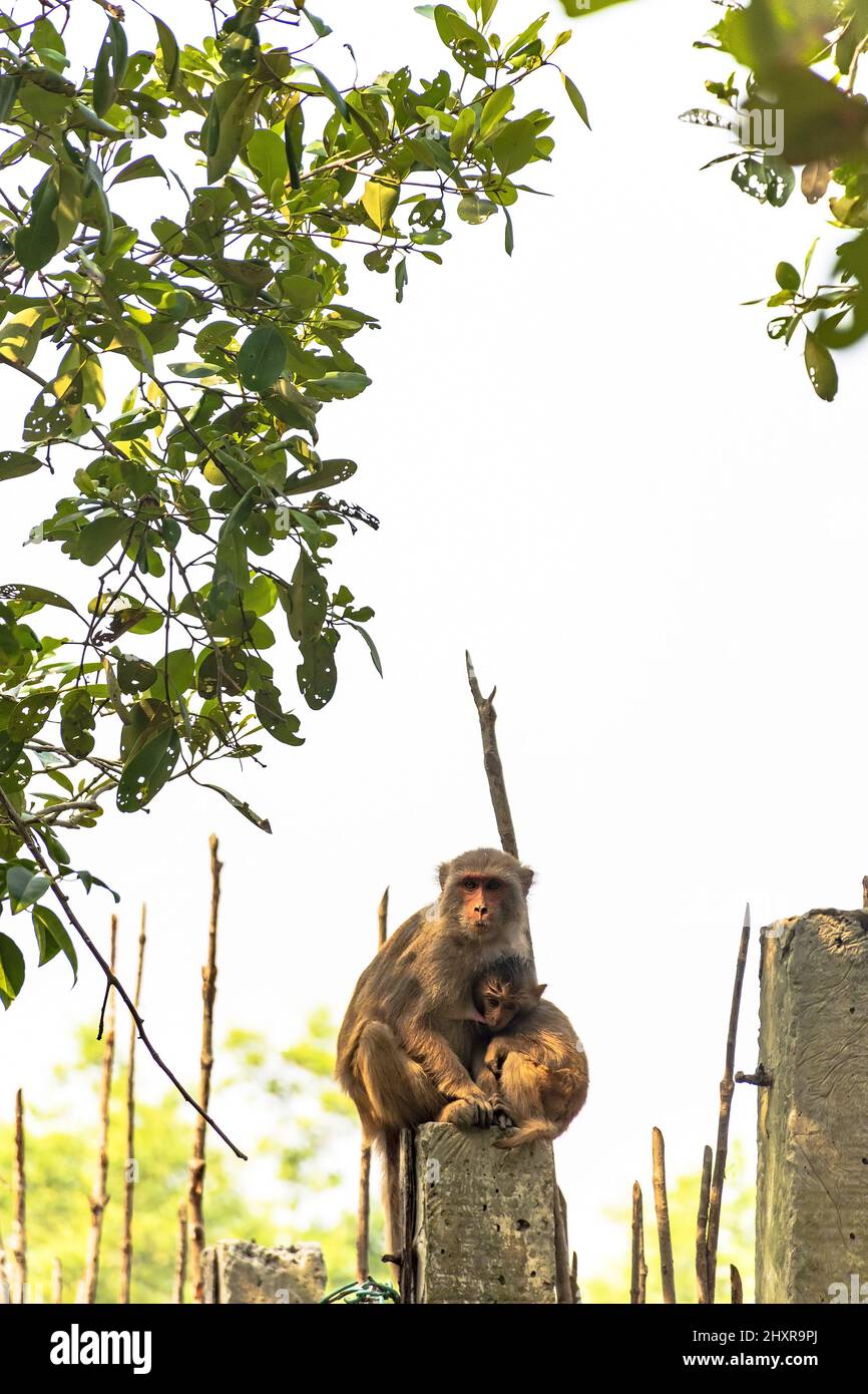 Rhesus Macaque Monkey with Baby Breastfeeding in Sundarbans Stock Photo ...