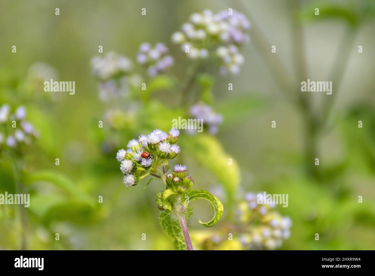 Red Ladybird or Ladybug Beetle, on Mist flower, Wild Ageraatum Stock ...