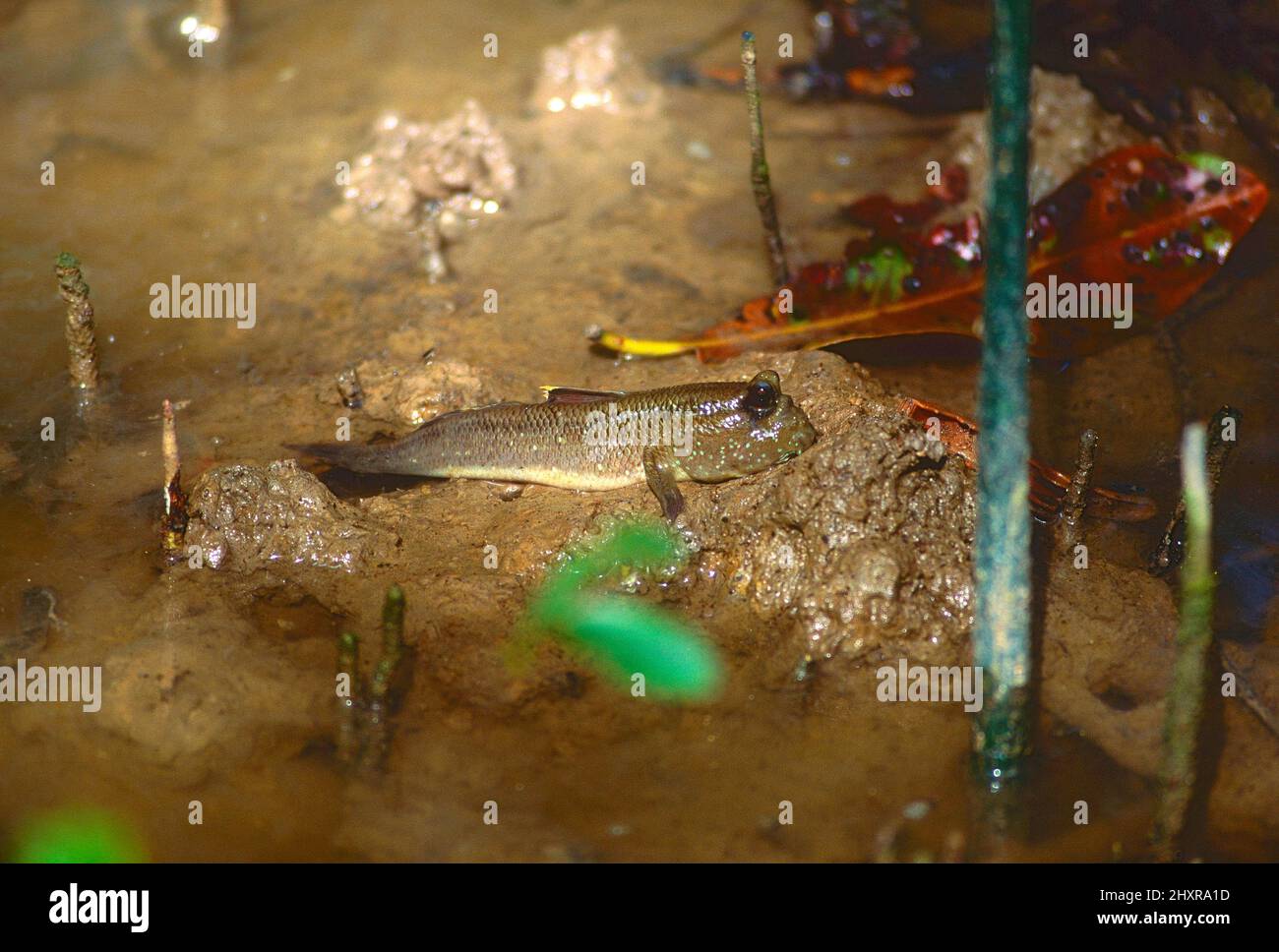 Fisch tier hi-res stock photography and images - Alamy