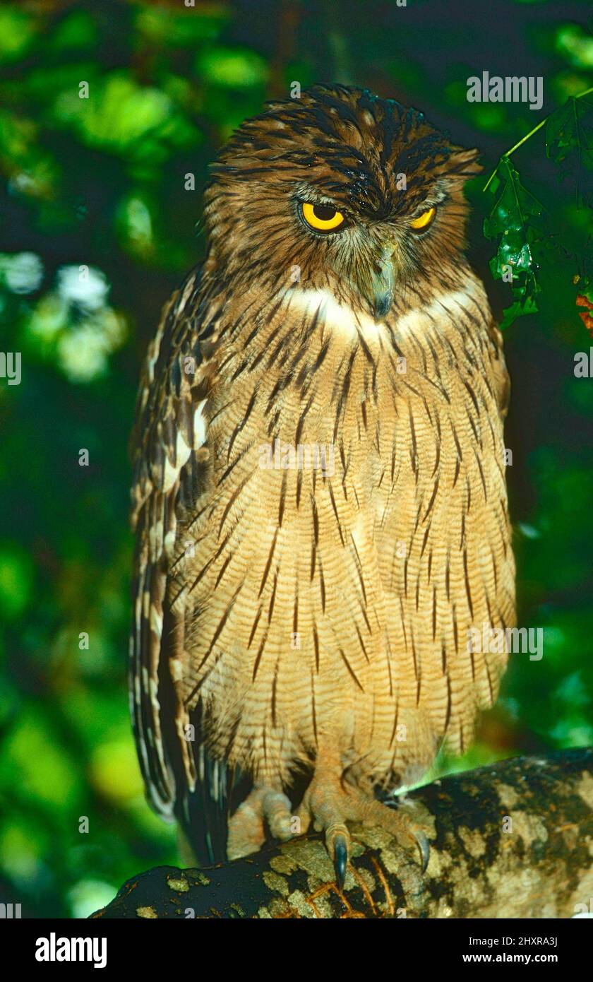 Wellenbrust-Fischuhu , Ketupa zeylonensis, Strigidae, bird, animal ...