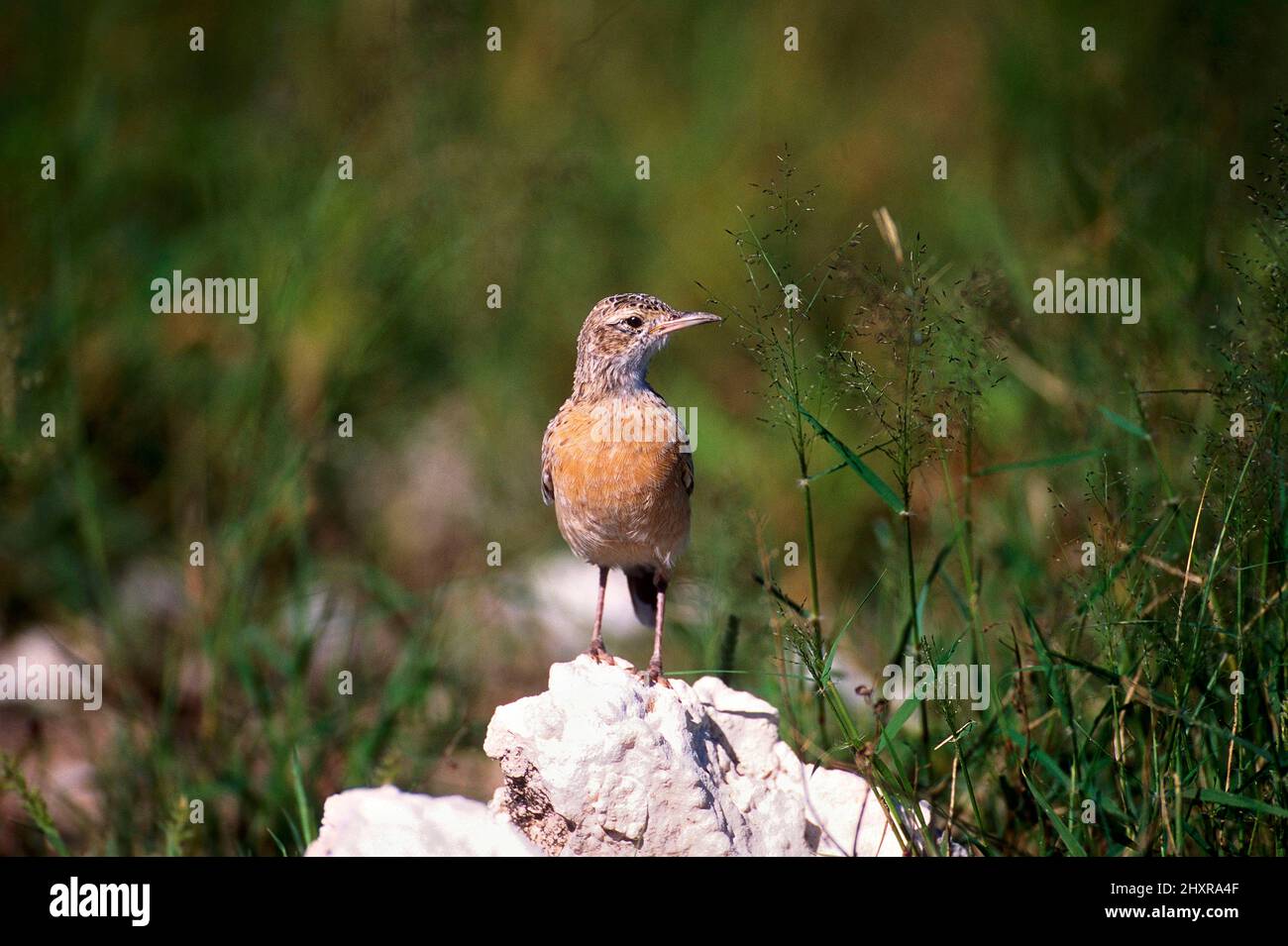Cherosomanes hi-res stock photography and images - Alamy